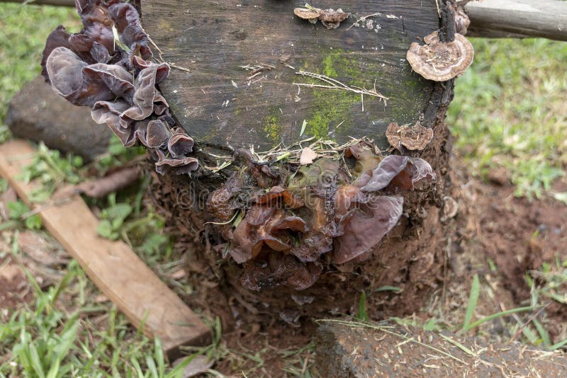 Fungus on a Tree Stump stock image. Image of environment - 135696935