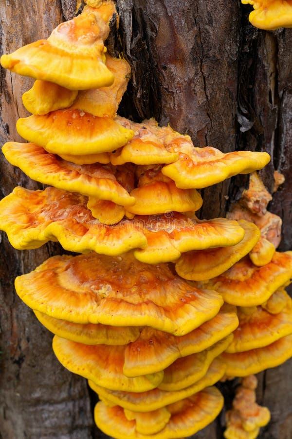 Fungus on tree stump stock photo. Image of fungus, beautiful - 163604288