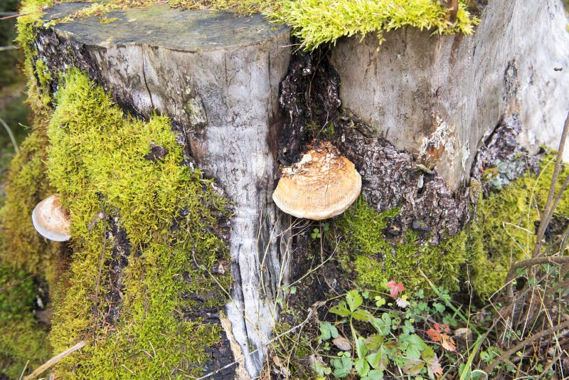 Fungus on tree stump stock photo. Image of forest, roots - 102874970