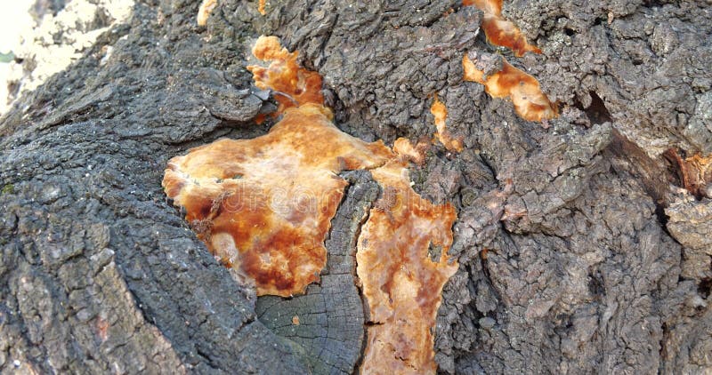 Fungus on a Tree Trunk. Fungal Disease Stock Video - Video of season ...