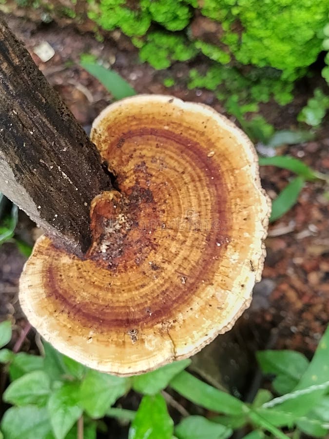 Fungus in tree trunk stock photo. Image of tree, fungi - 255728592