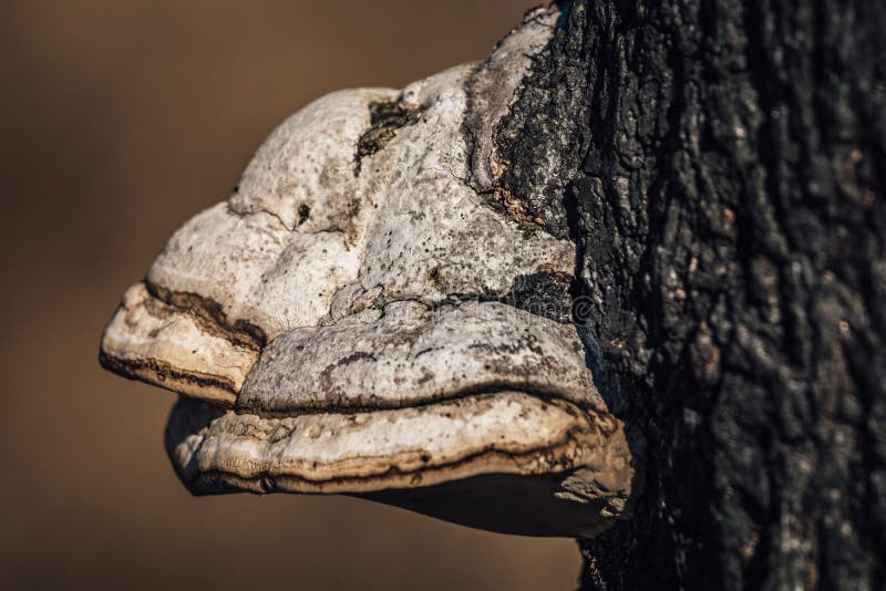 Fungus on tree stock photo. Image of fire, dark, large - 89587950