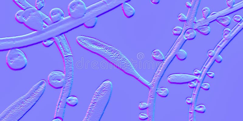 Fungus Trichophyton Rubrum, 3D Illustration Stock Illustration ...