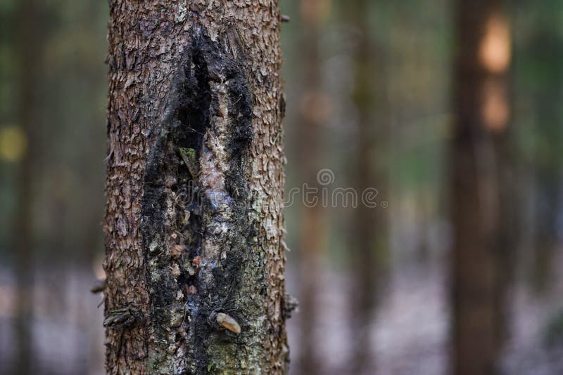 Fungus on the Trunk of a Sick Tree in the Forest Stock Photo - Image of ...