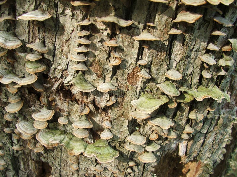 Water and fungus stock image. Image of flow, grass, water - 5705451