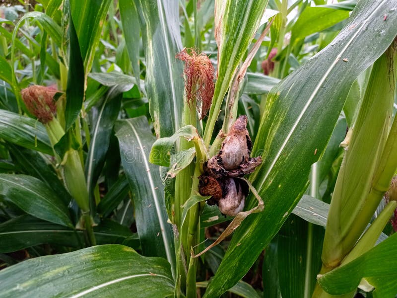 The Fungus Ustilago Maydis is a Pathogenic Fungus that Causes Corn ...