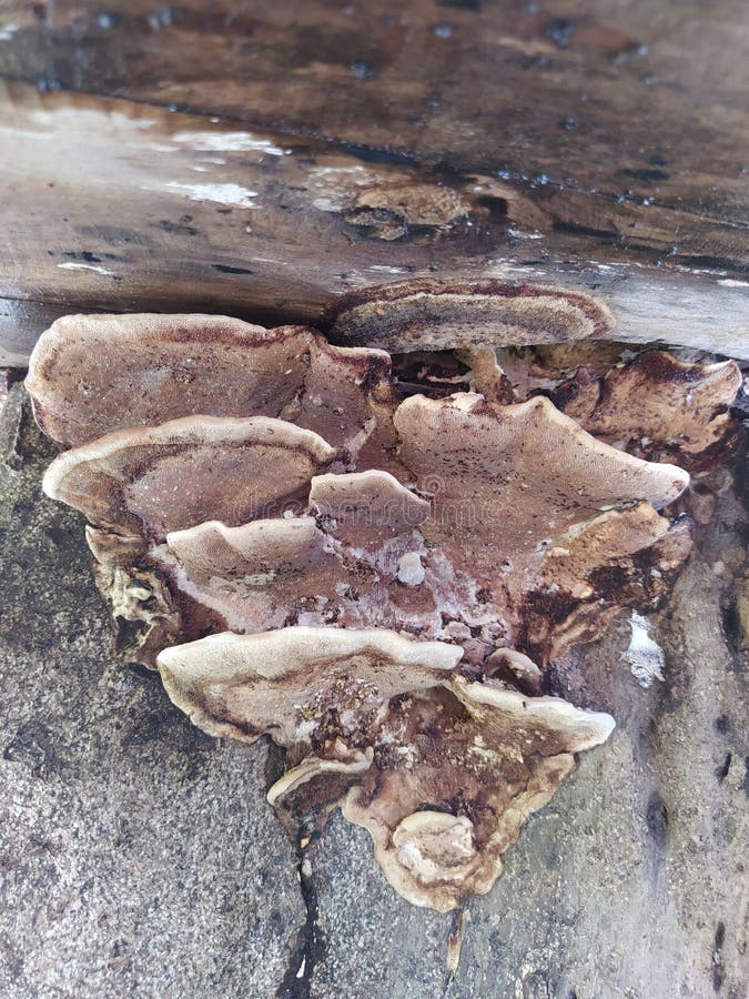 Fungus on Decaying Wood. Bracket Fungus on Tree Bark. Lamellar Fungus ...
