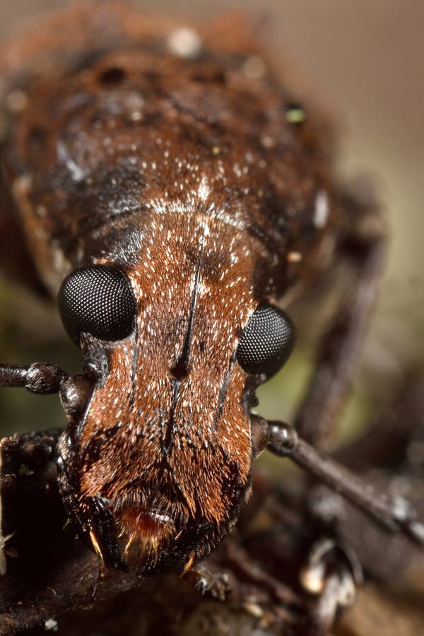 Fungus Weevil Face from Front Stock Photo - Image of whitish, outdoor ...
