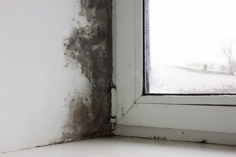 Fungus on the Window and Walls from Excessive Moisture in Winter. Stock ...