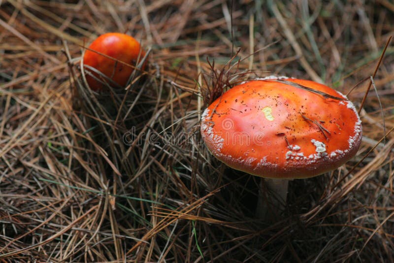 Fungus in the woods, stock image. Image of wild, floor - 6966487