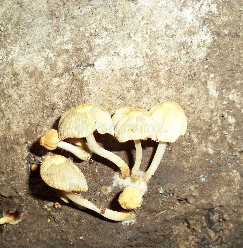 Funguses Wall Stock Photos - Free & Royalty-Free Stock Photos from ...