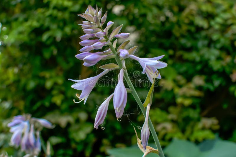 Funkia Hosta Tratt flower stock photo. Image of perennial - 249711886