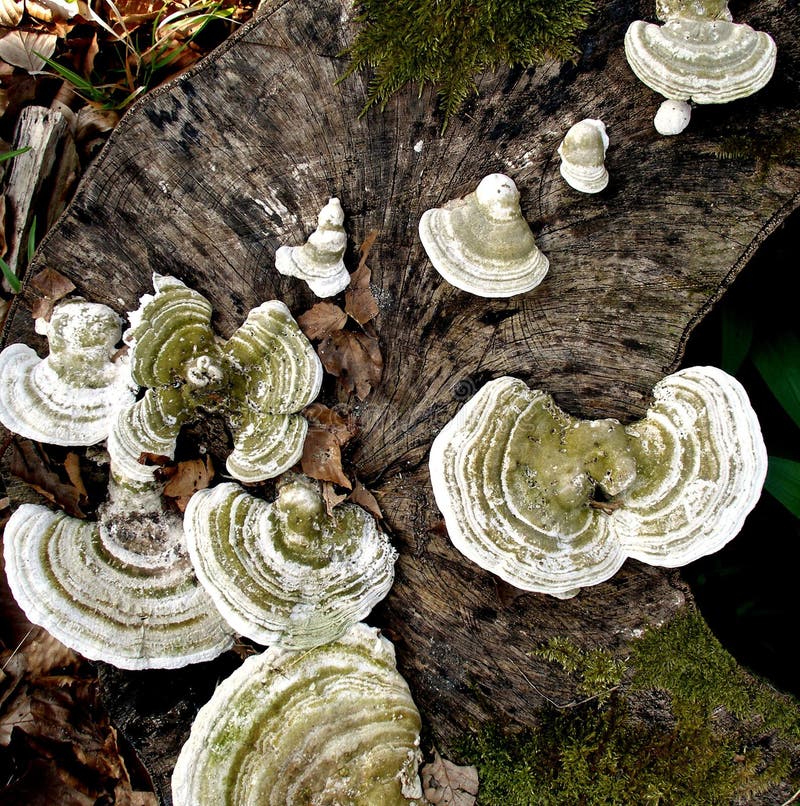 Funky Fungi, Wildham S Wood Stock Photo - Image of wildhams, southwest ...