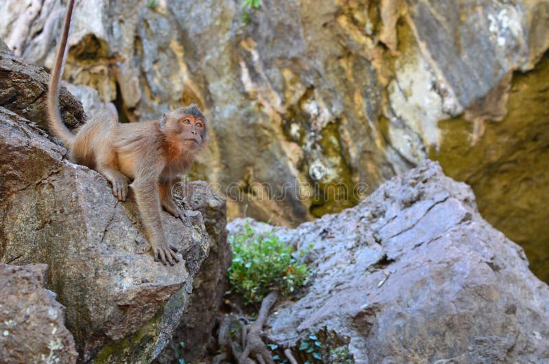 Funky Monkey stock image. Image of asia, animal, tropical - 51678497