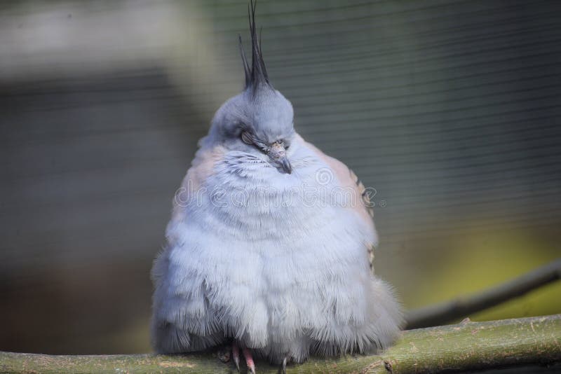 Funky pidgeon stock image. Image of sifting, river, flamingo - 109699723
