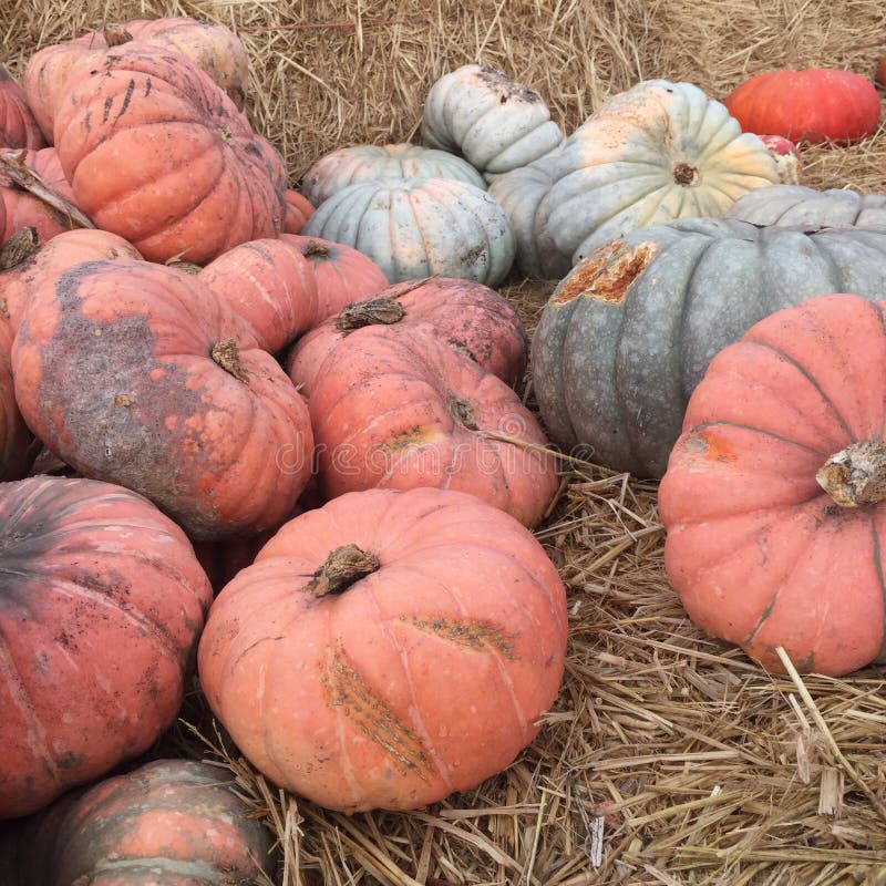 Funky pumpkins stock photo. Image of pumpkins, october - 62012508