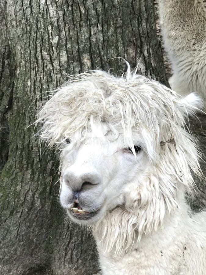 Llama S Eye View of Machu Picchu Stock Photo - Image of ruins, lama ...