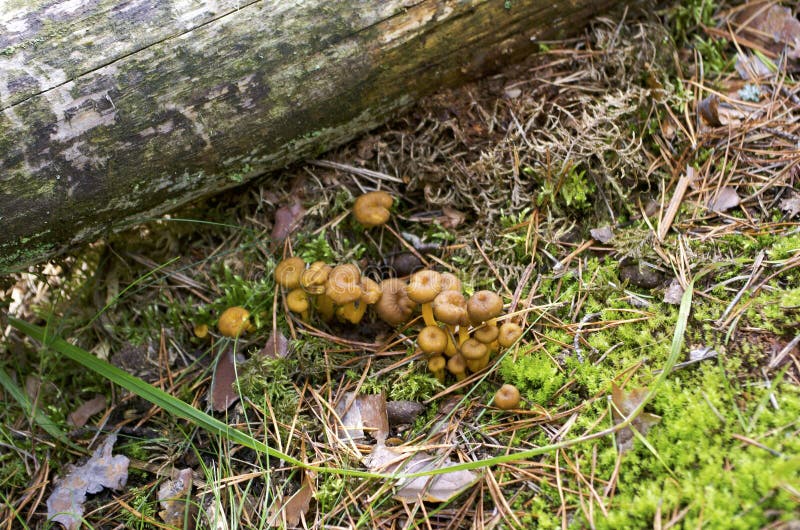 Funnel chanterelles stock photo. Image of vegetable, agriculture - 37786652