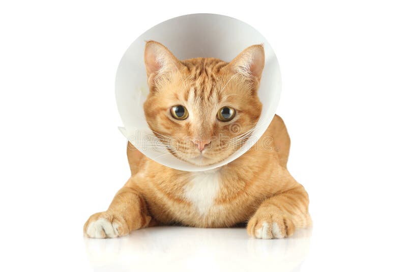 Funnel collar cat stock image. Image of cone, medicine - 37616793