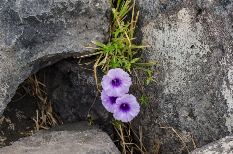 Stone Funnel and White Gable Stock Image - Image of woods, buildings ...