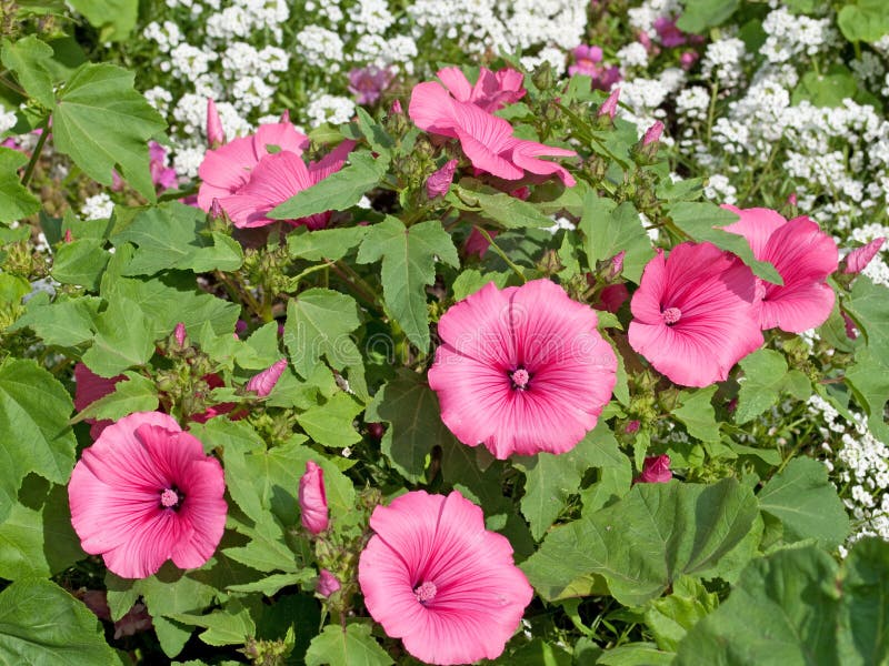Funnel Mallow (Malope Trifida) in Close Up Stock Photo - Image of ...