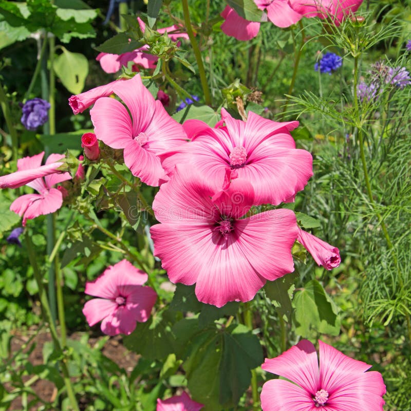 Funnel Mallow (Malope Trifida) in Close Up Stock Image - Image of ...
