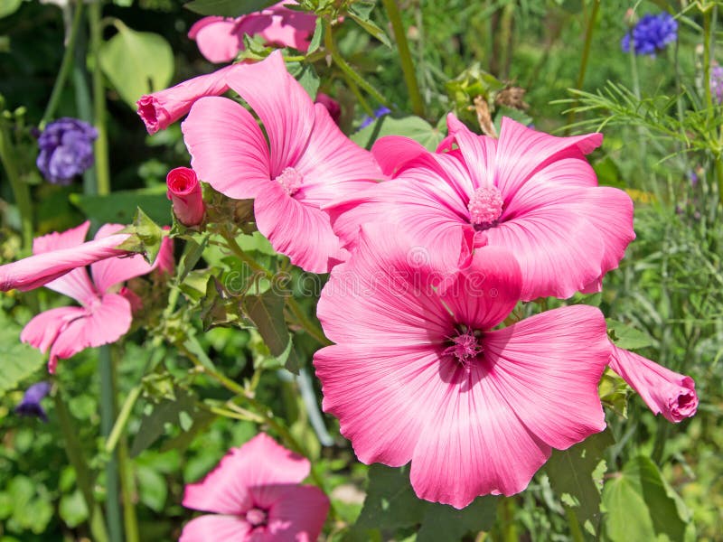 Funnel Mallow (Malope Trifida) in Close Up Stock Photo - Image of ...