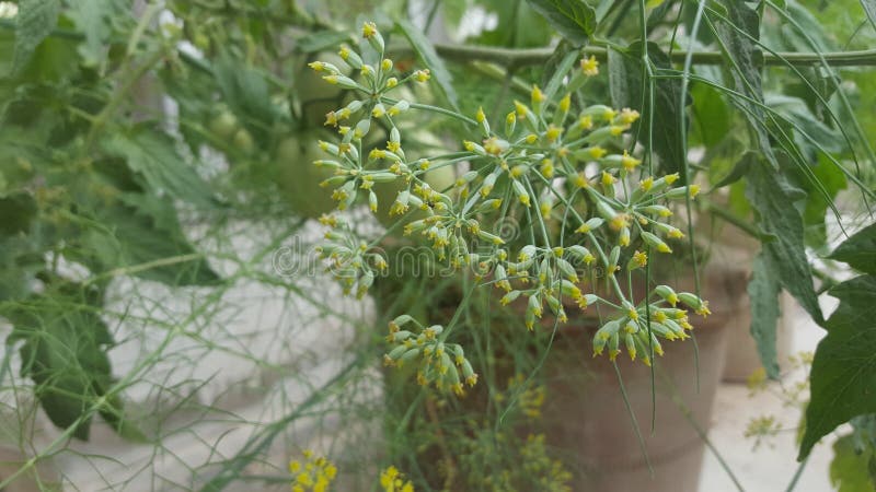 Funnel Seeds Plant Fresh in Flower Pot Stock Image - Image of flower ...