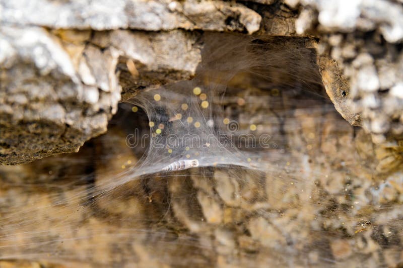Funnel-shaped Web of Poisonous Spider Hanging between the Rocks. Close ...