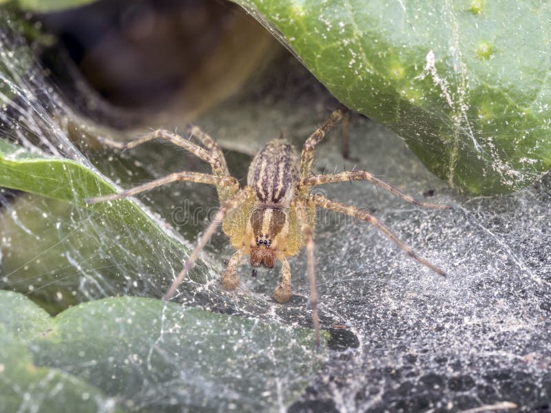 Funnel Weaver Spide stock image. Image of agelenopsis - 74470635