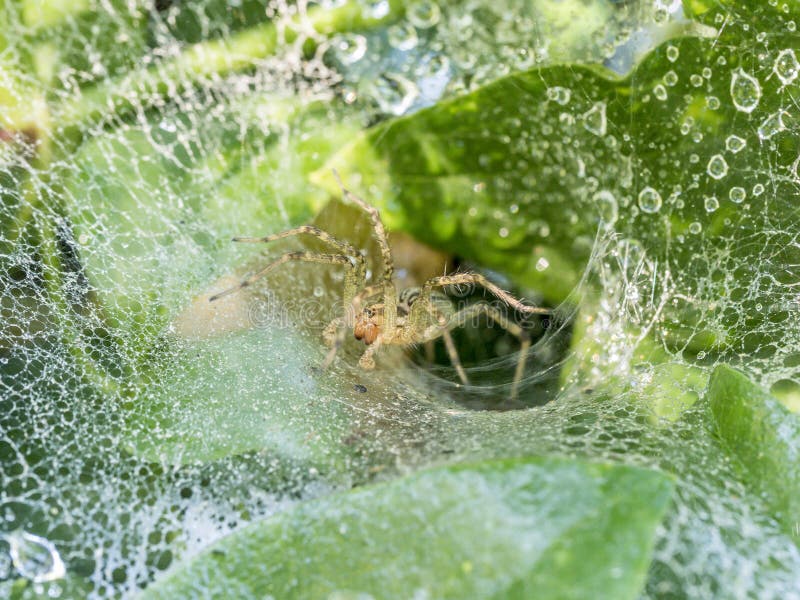 Funnel Weaver Spider, Agelenopsis Stock Photo - Image of agelenida ...