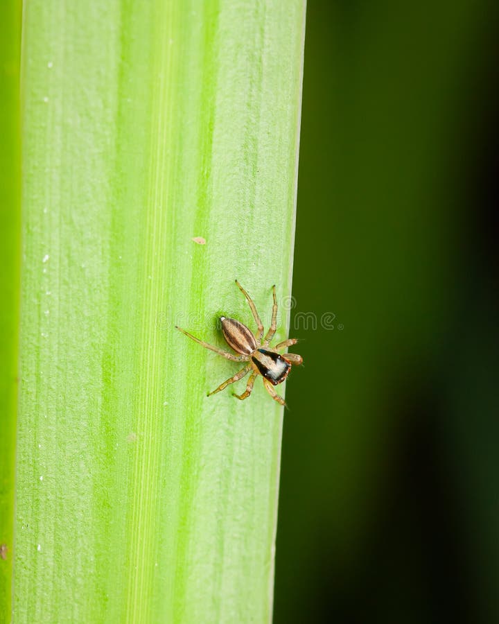 Funnel Weaver Spider on Grass Blade in the Meadow Stock Image - Image ...