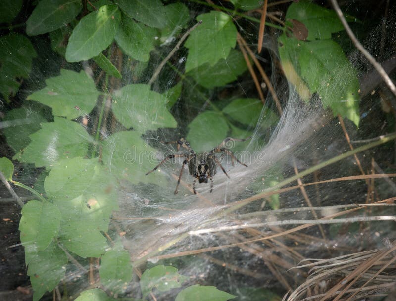Texas Red Spider Lily or Magic Lily Stock Photo - Image of closeup ...