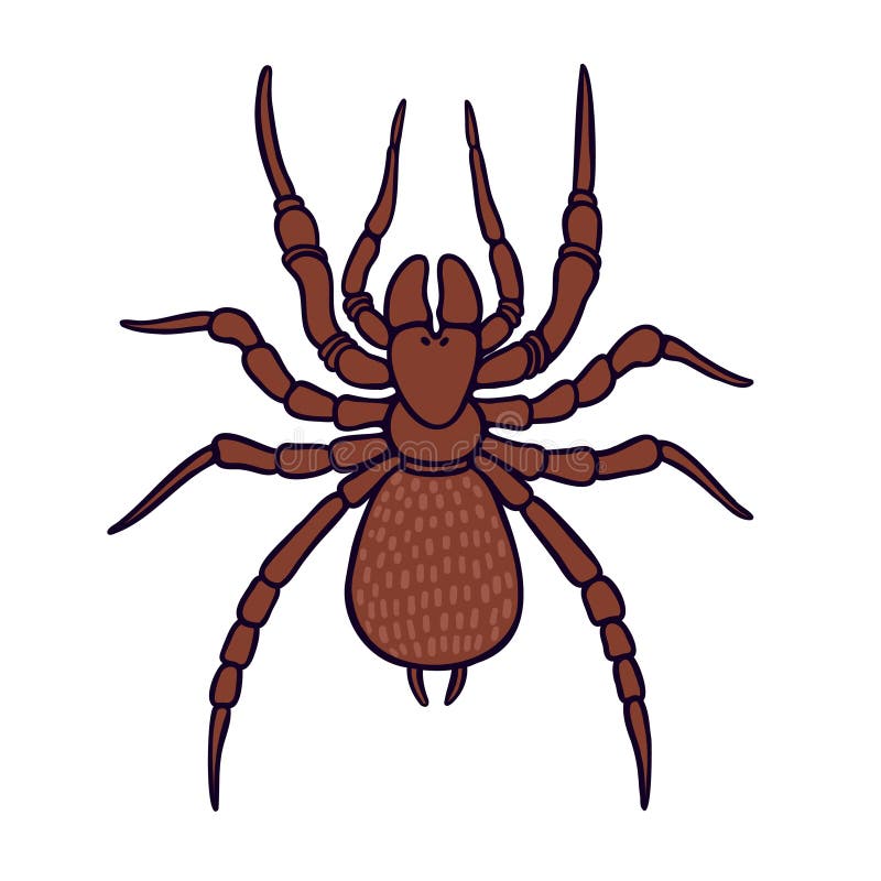 Funnel Web Aussie Arachnid Color Vector Character Upper View Stock ...