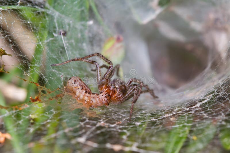 Funnel-web Spider with Prey Stock Photo - Image of silk, food: 150462922