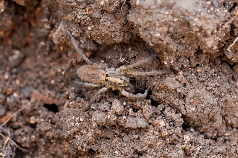 Funnel web spider stock photo. Image of natural, outdoor - 112912840