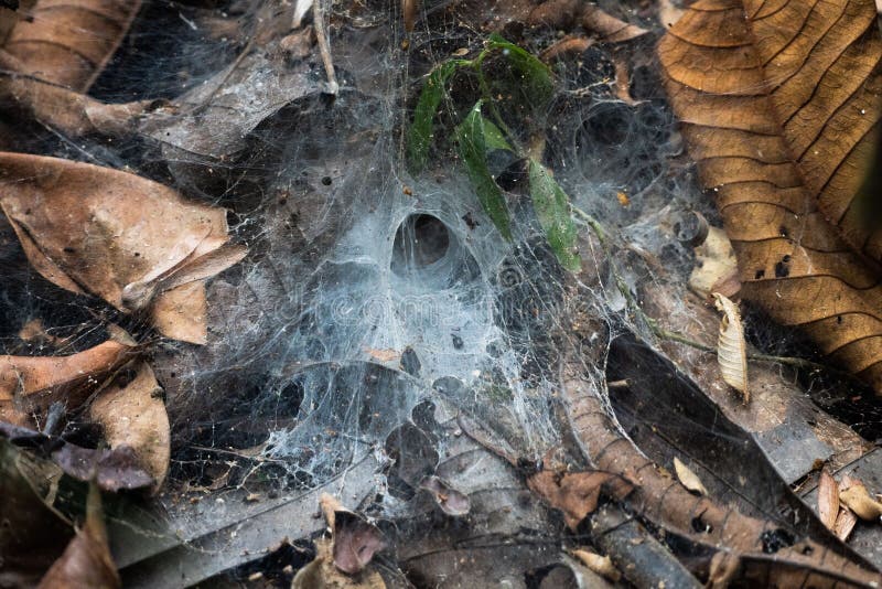 123 Funnel Spider Nest Stock Photos - Free & Royalty-Free Stock Photos ...