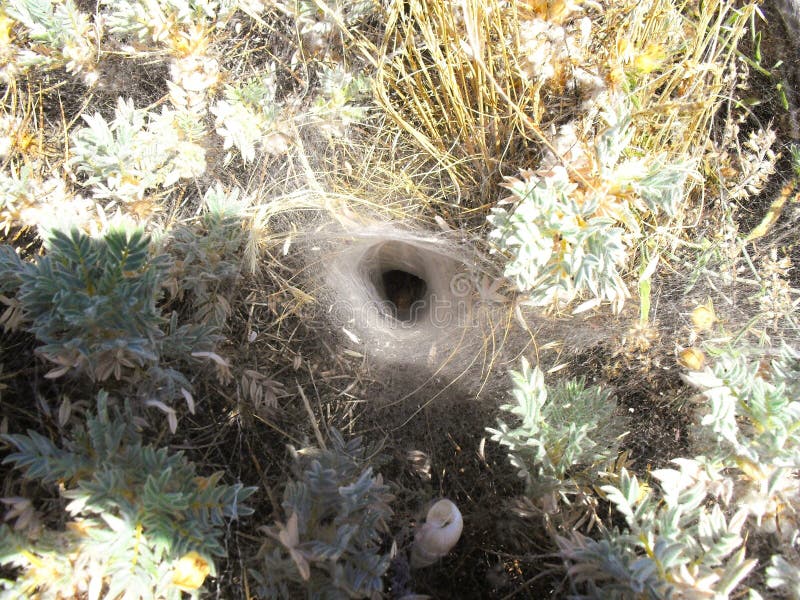 Funnel Web: Spider S Lair in Dry Grass Stock Image - Image of ...