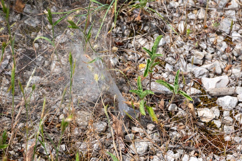 Funnel Web of a Funnel Weaver Spider, Milna, Croatia Stock Photo ...