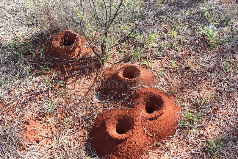 Funnelspider holes stock photo. Image of australia, travel - 43802346