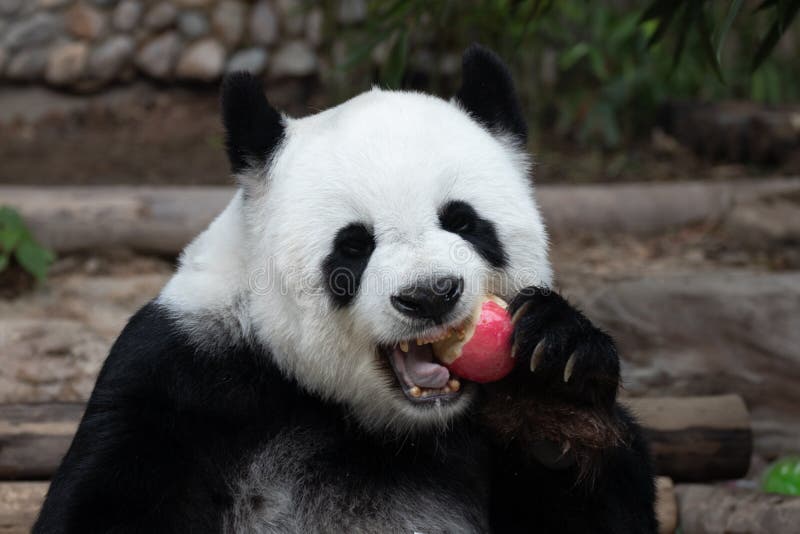 Close up Happy Panda stock image. Image of ailuropoda - 230960717