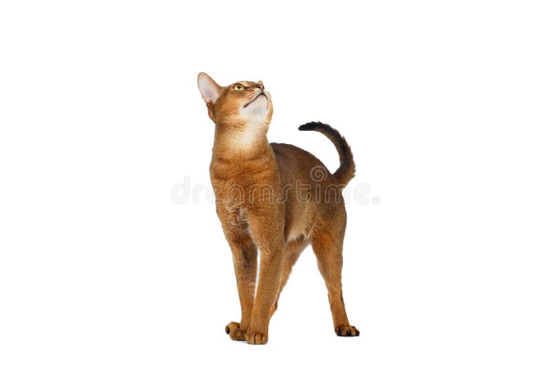 124 Cat Jumping Front View Stock Photos - Free & Royalty-Free Stock ...