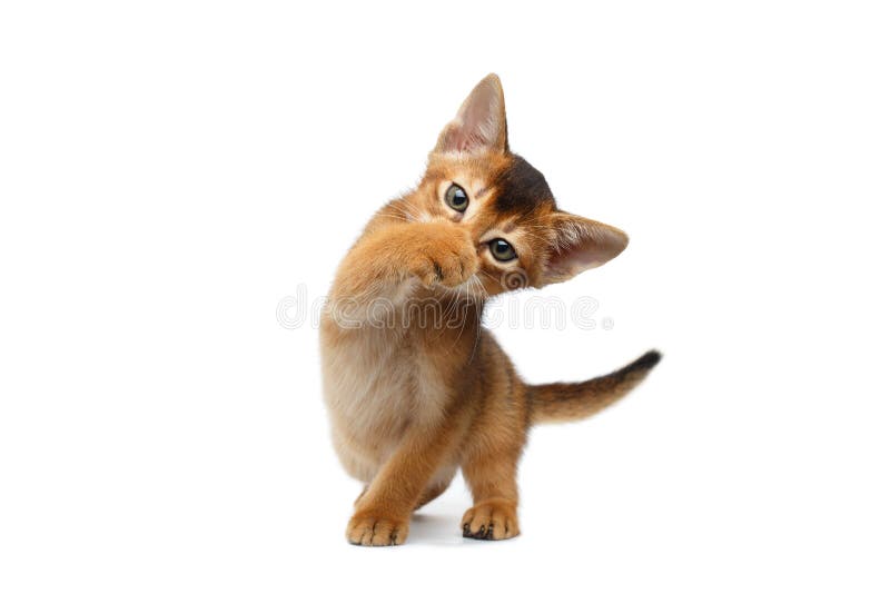 Abyssinian Kitty stock photo. Image of eyes, humor, close - 102445728