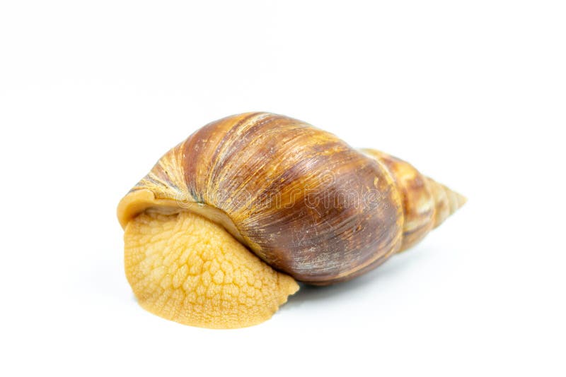 Funny Achatina Snail Hid in Its Shell on a White Background. Stock ...