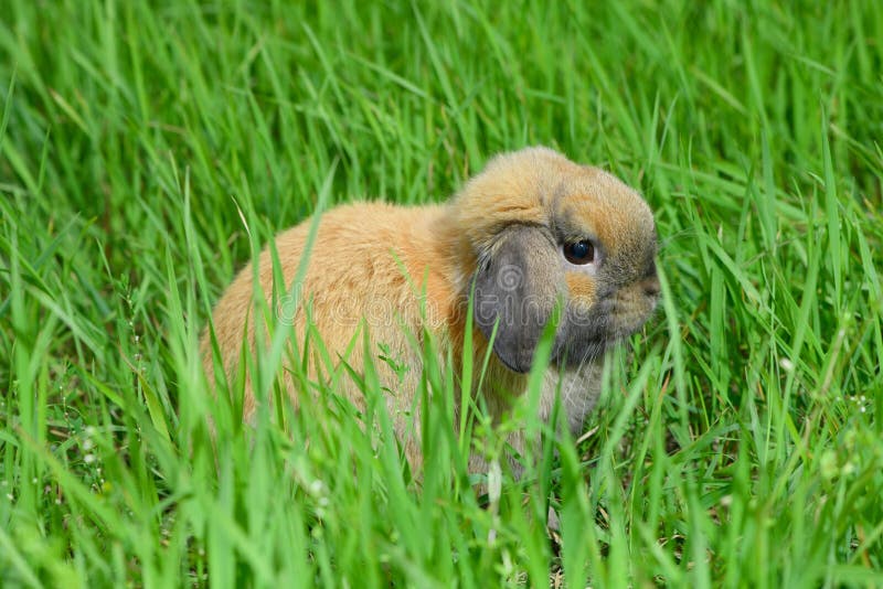 The Funny Adult Rabbit is Sitting in the Grass Stock Photo - Image of ...