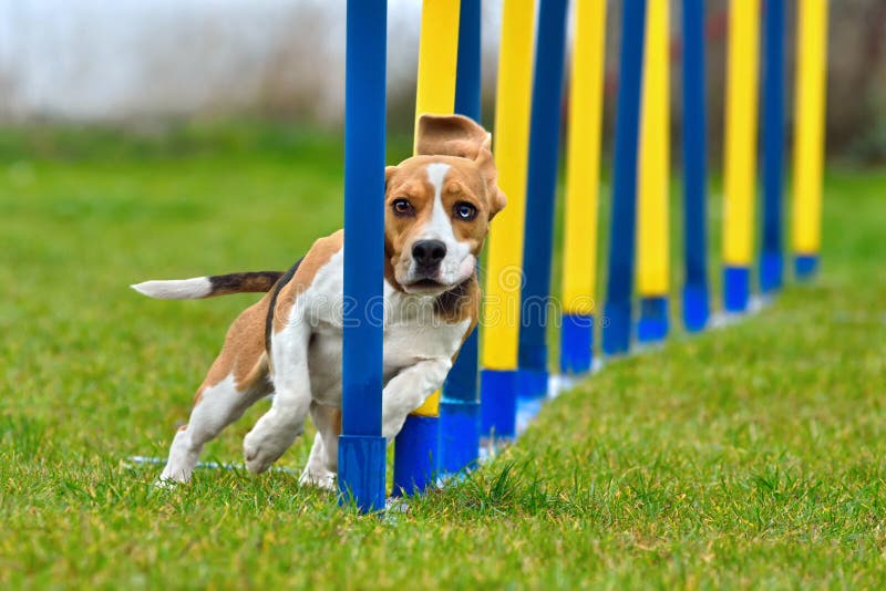 Funny Agility Dog Doing Slalom Stock Image - Image of track, game ...