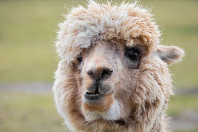 Funny Alpaca Looking Very Close at Camera Stock Image - Image of blue ...