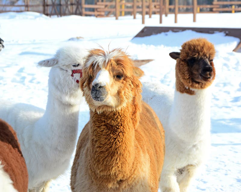 Funny Alpacas, Fluffy Llamas, Zoo, Farm, Selective Focus Stock Photo ...