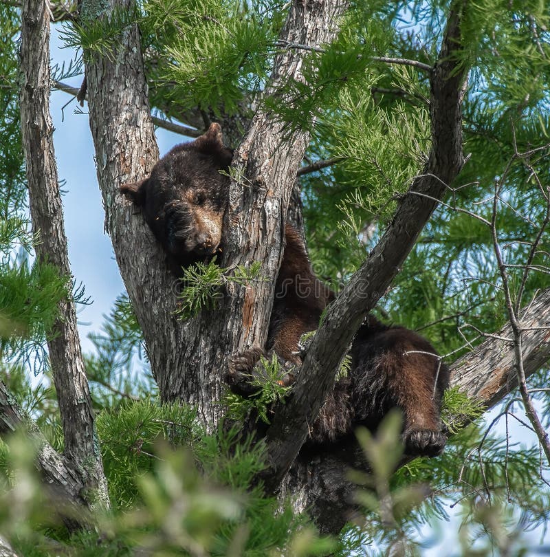 Funny American Black Bear on the Green Tree Stock Image - Image of ...