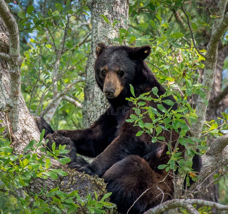 Funny American Black Bear on the Green Tree Stock Photo - Image of ...